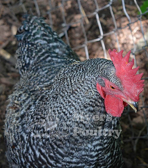 Barred Rock Chicks for Sale | Brown Egg Layers