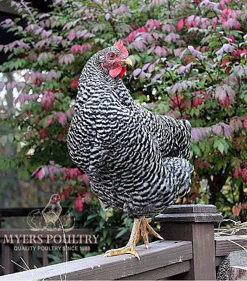Brown Egg Laying Hens for Sale | Cold-Hardy Breeds