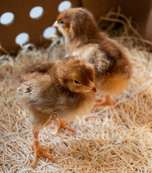 Rhode Island Red Chicks For Sale Popular Chicken Breed