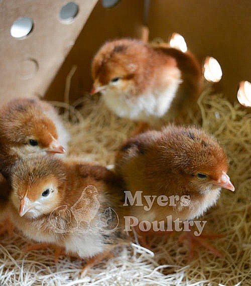Rhode Island Red Chicks for Sale | Popular Chicken Breed