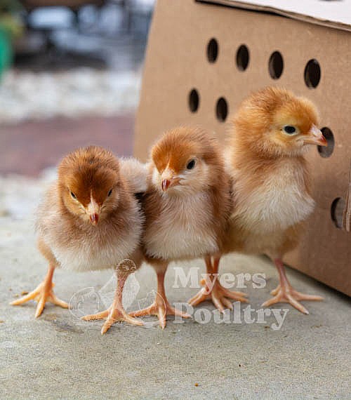 Rhode Island Red Chicks for Sale | Popular Chicken Breed