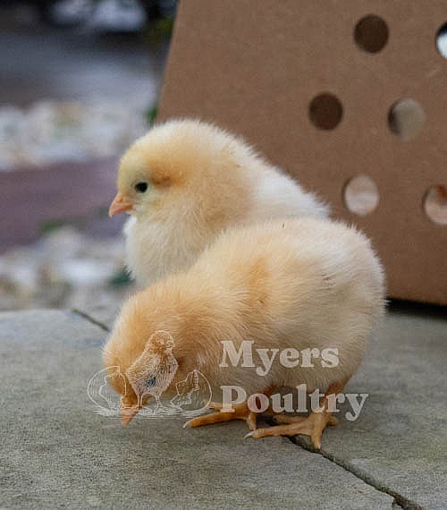Buff Orpington Chicks for Sale | Friendly Backyard Breed