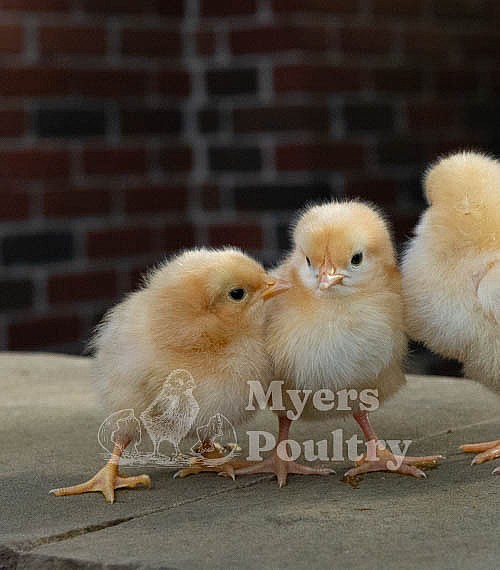 Buff Orpington Chicks for Sale | Friendly Backyard Breed