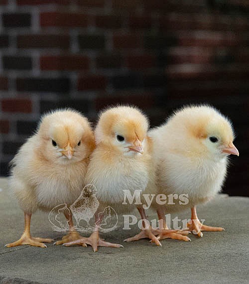 Buff Orpington Chicks for Sale | Friendly Backyard Breed