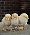 Buff Orpington Chicks for Sale | Friendly Backyard Breed