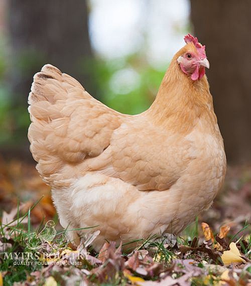 Brown Egg Laying Hens for Sale | Cold-Hardy Breeds